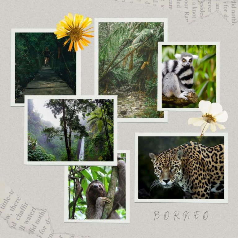 Ultimate Travel Guide Borneo Malaysia - Narcisa Rusu