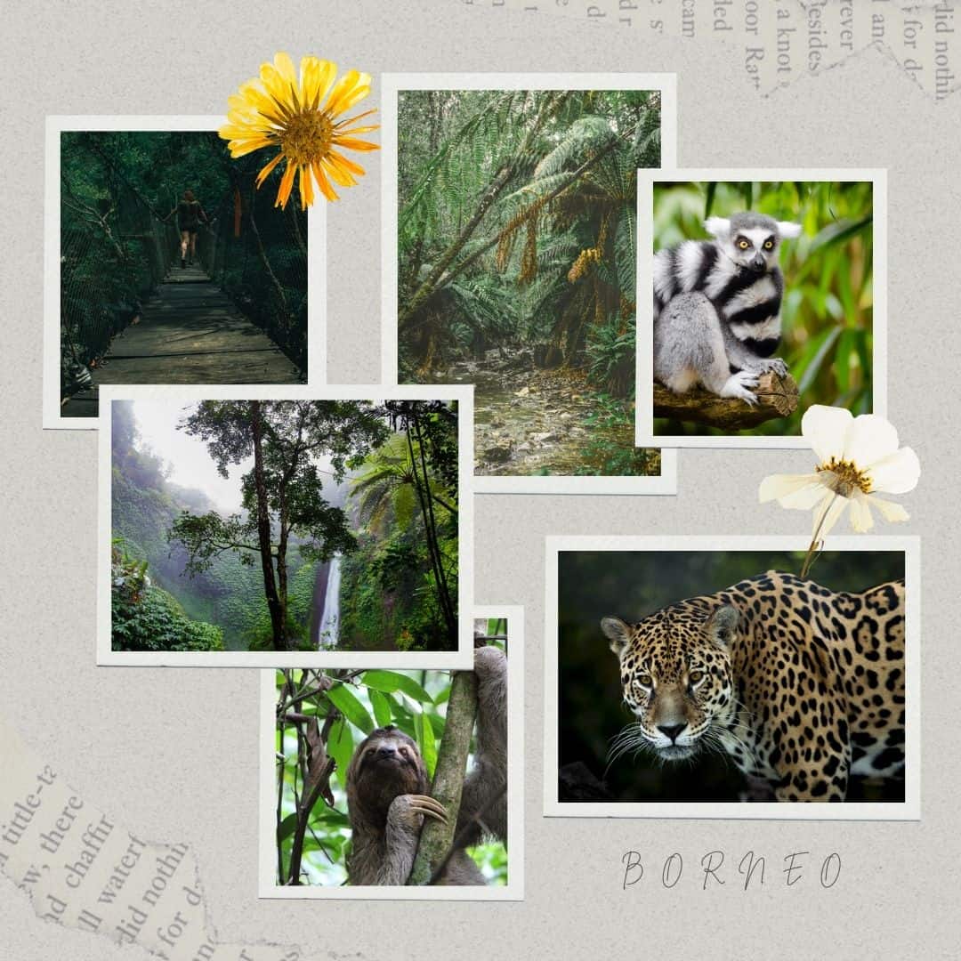 Ultimate Travel Guide Borneo Malaysia - Narcisa Rusu