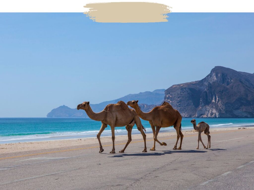 Ultimate Tunisia Travel Guide: Culture, Coastlines & Hidden Gems - Rina ...