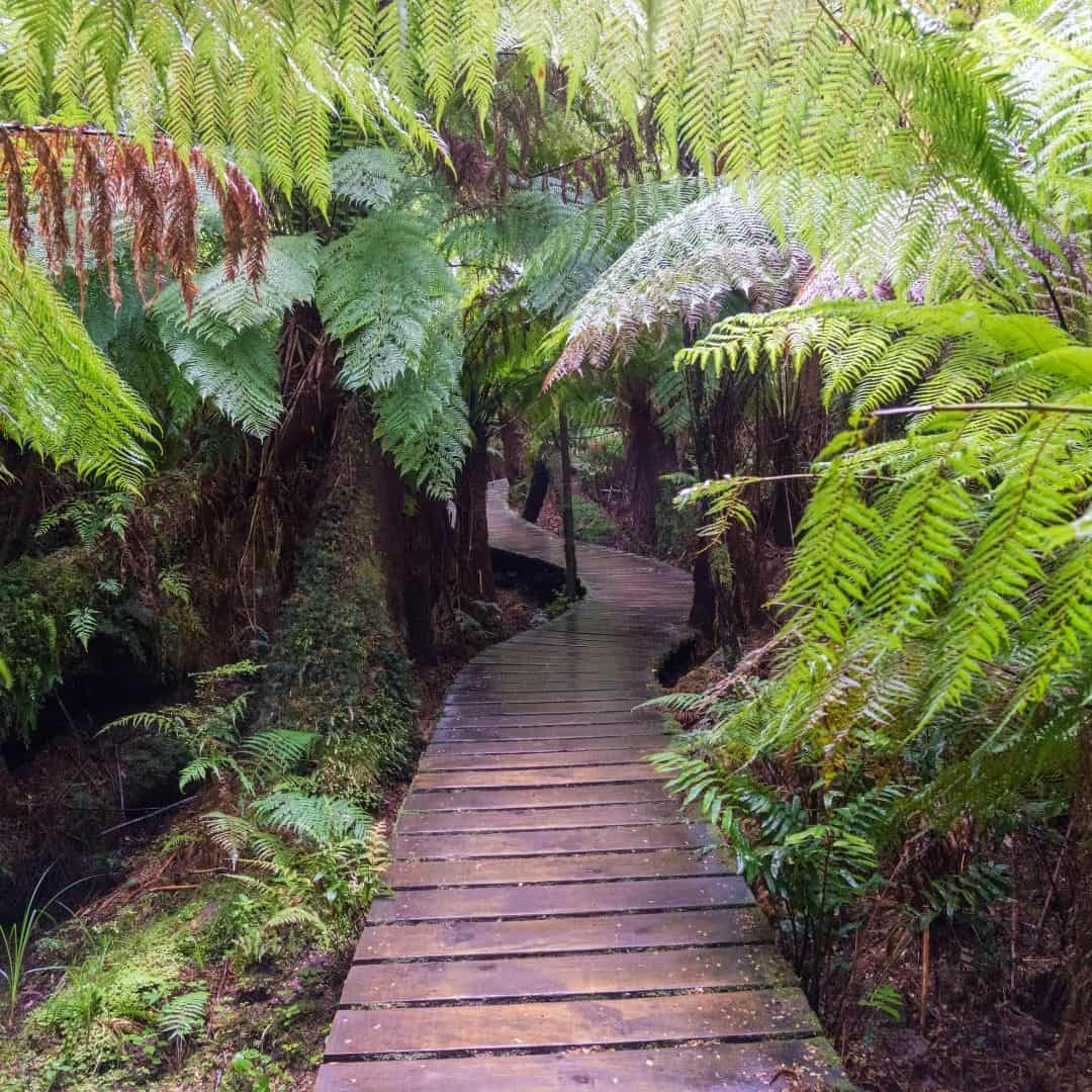 18 Unique & Amazing Things to Do in Apollo Bay - Rina Rusu